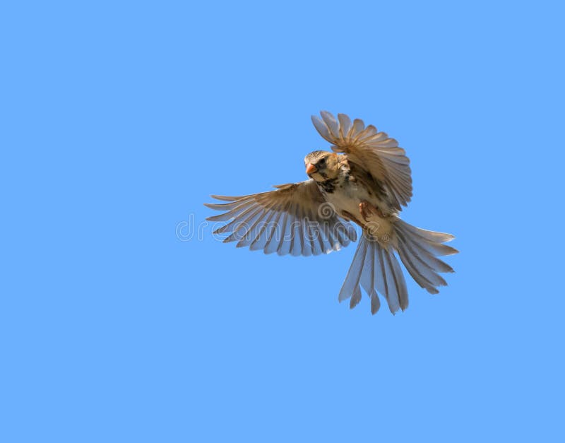 Harris S Sparrow in Flight, with Wing and Tail Feathers Spread Out ...
