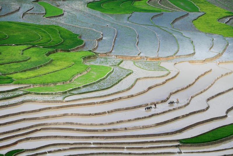 Farmer Planting Rice on the Field in Namdinh. Stock Photo - Image of ...