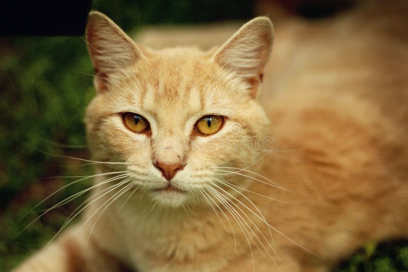 Harry die getigerte Katze stockfoto. Bild von katze, tiger - 33559270