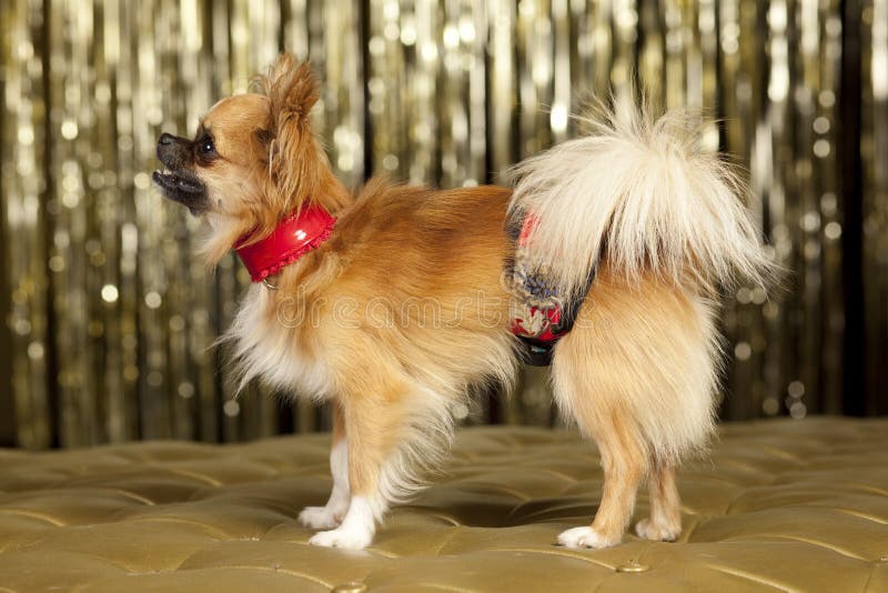 Harry small dog stock photo. Image of gold, glamur, crystals - 21899298