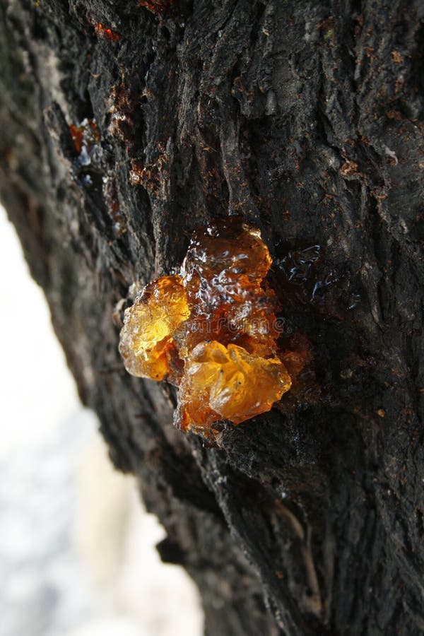 Hars op de boom stock afbeelding. Image of teer, nave - 8496421