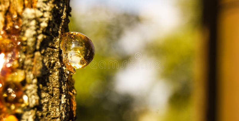 Hars van boom stock afbeelding. Image of stroom, materiaal - 108292641