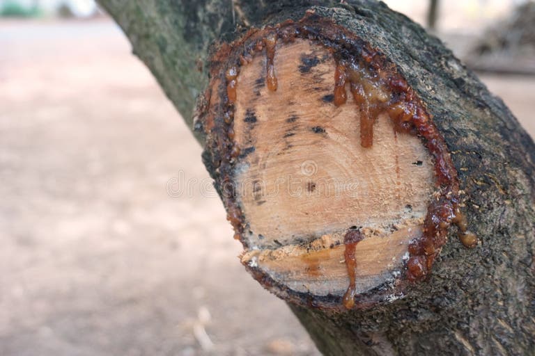 Hars van boom stock afbeelding. Image of stroom, materiaal - 108292641