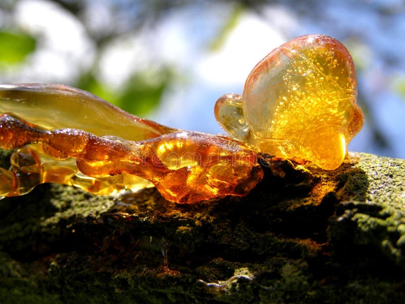 De hars van de boom stock afbeelding. Afbeelding bestaande uit ...