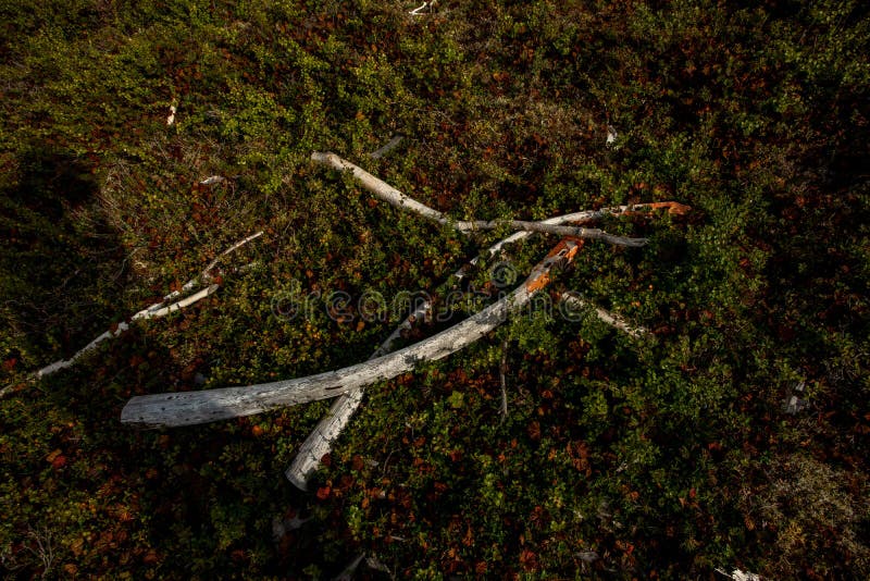 The Harsh Land of Tundra. Rare Things on Earth in the Middle of Endless ...