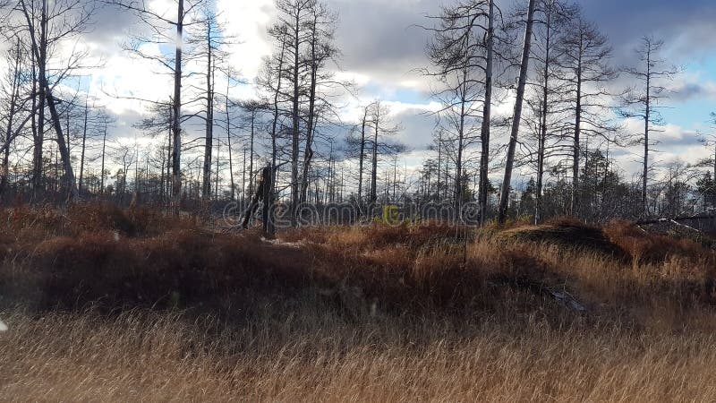 Harsh landscape stock image. Image of swamp, north, clouds - 129271961