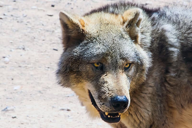 Wild Wolf in Its Natural Environment Stock Photo - Image of hairy, grey ...