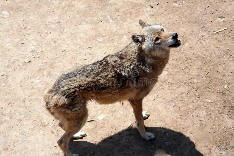 Wild Wolf in Its Natural Environment Stock Photo - Image of natural ...