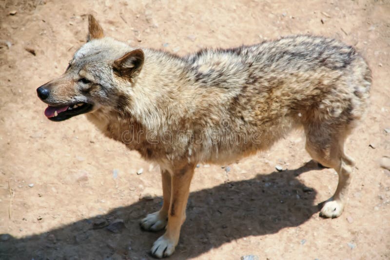Wild Wolf in Its Natural Environment Stock Image - Image of close ...