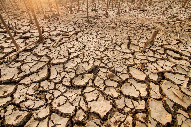 Harsh Reality of Climate Change Stock Photo - Image of global, crop ...