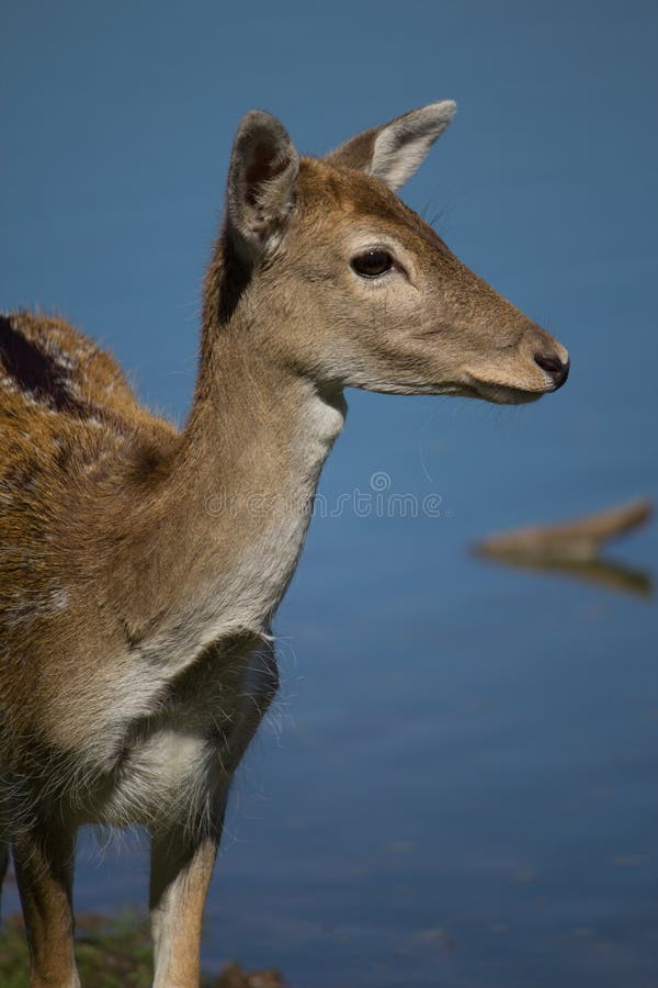 Hart stock image. Image of hart, wildlife, animal, lagoon - 25020183