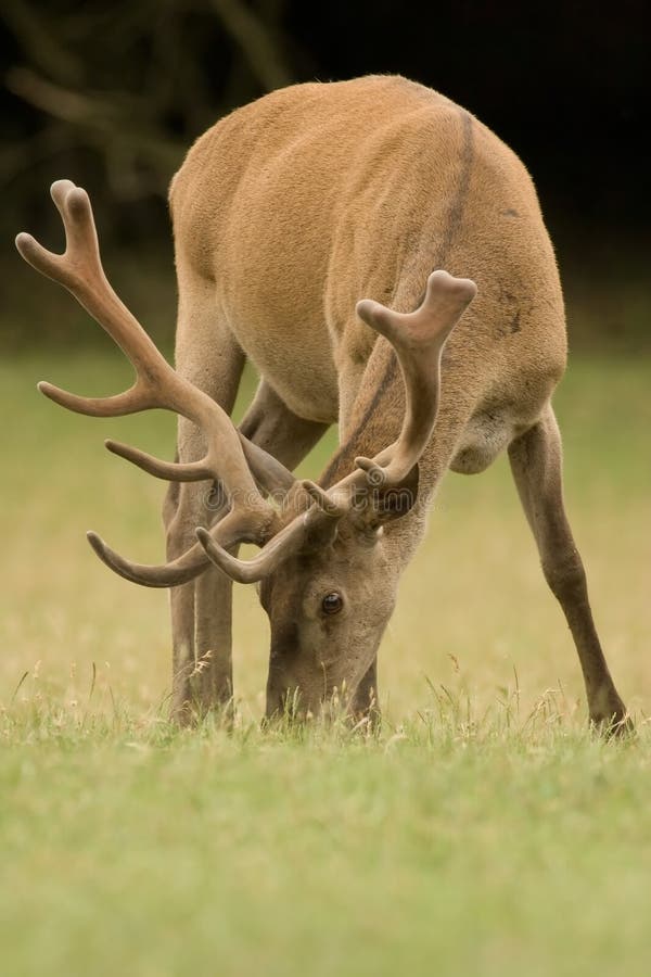Fighting bucks stock image. Image of grazing, game, wildlife - 8552905