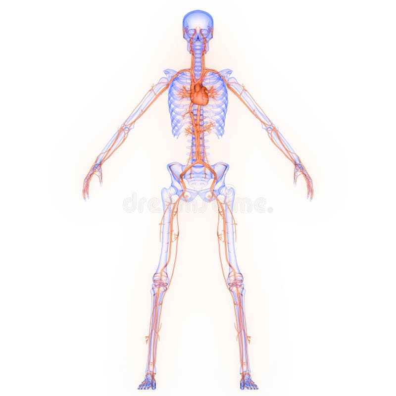 Hart Een Deel Van De Anatomie Van Het Menselijk Bloedsomloop 3d Stock ...