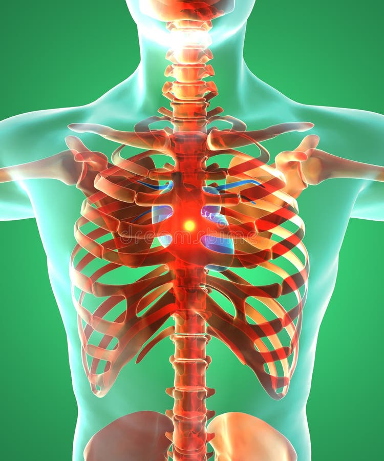 Hart En Borst, Chirurgie, Menselijk Lichaam, Het Vaatstelsel, Mens ...