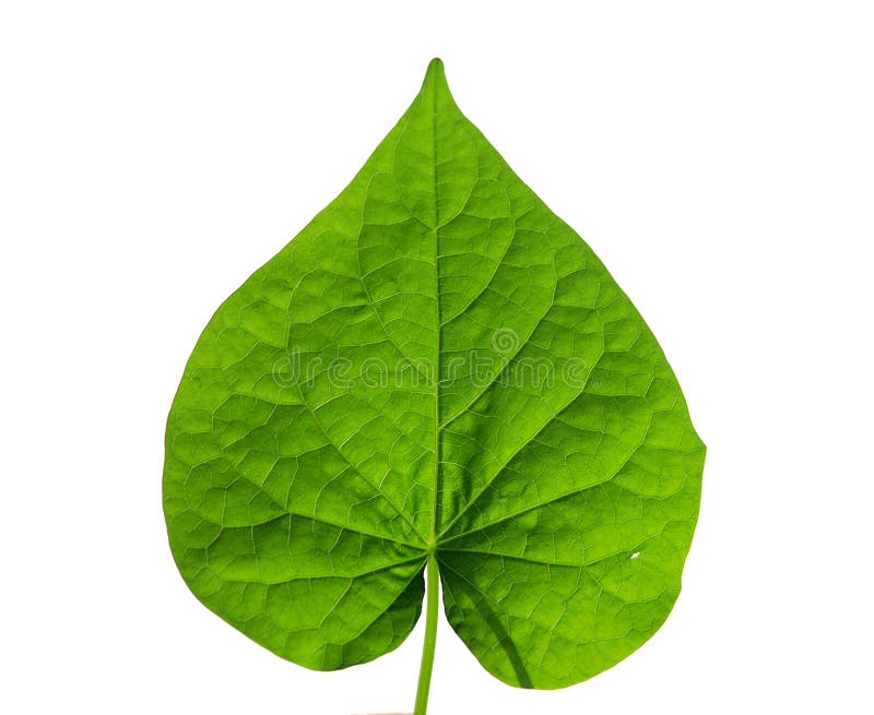 Hart gevormd blad stock afbeelding. Image of gevoelig - 10929809