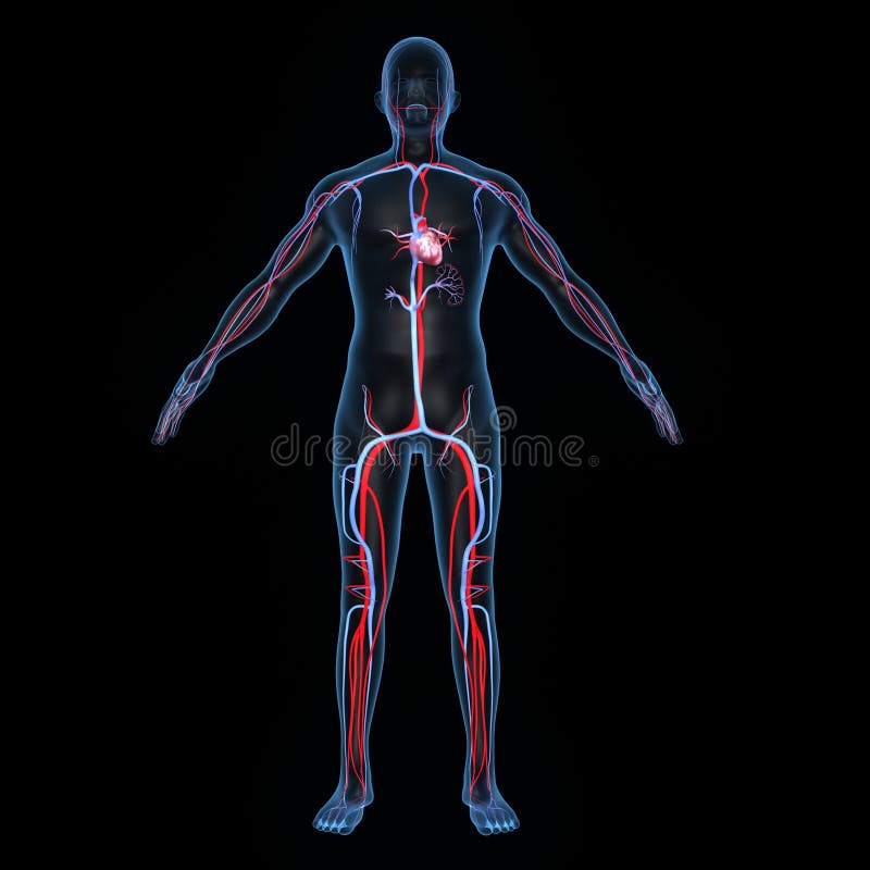 Hart Met Slagaders En Aders Stock Illustratie - Illustration of mens ...