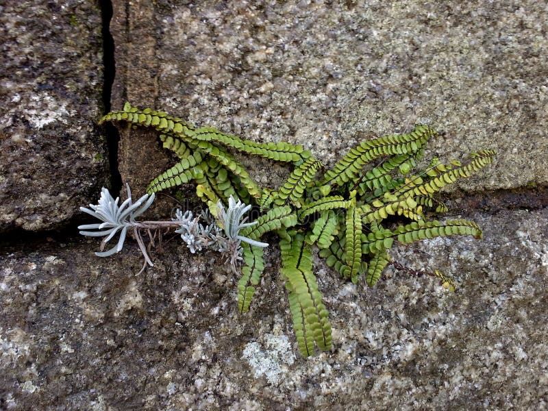 Maidenhair Spleenwort Fern with Grey Plant Stock Photo - Image of ...