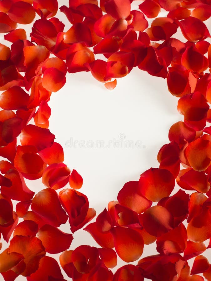 Hart Shaped Roses Petals on White Background Stock Image - Image of ...