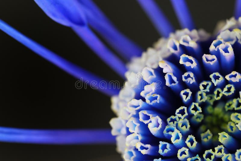 Summer Daisy stock image. Image of daisy, rural, nature - 137695