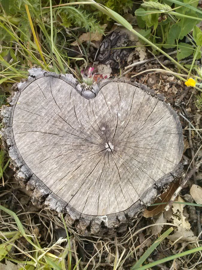 Hart stock image. Image of phoot, hart, italy, tree - 43775965