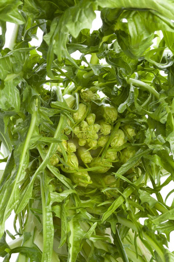 Hart Van De Groente Puntarelle Stock Foto - Image of winter, voedsel ...