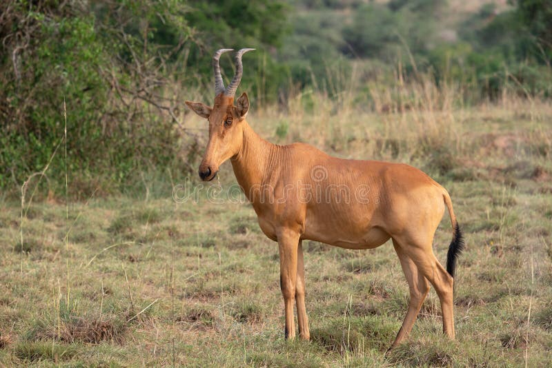 Hartebeest, Alcelaphus Lelwel Stock Photo - Image of fauna, environment ...