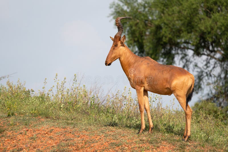 Hartebeest, Alcelaphus Lelwel Stock Image - Image of scenics, natural ...