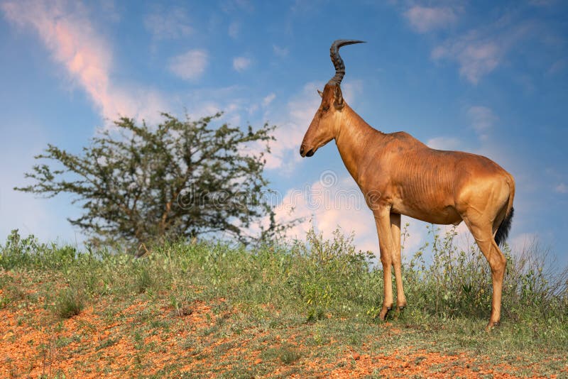 Hartebeest, Alcelaphus Lelwel Stock Image - Image of closeup, animal ...