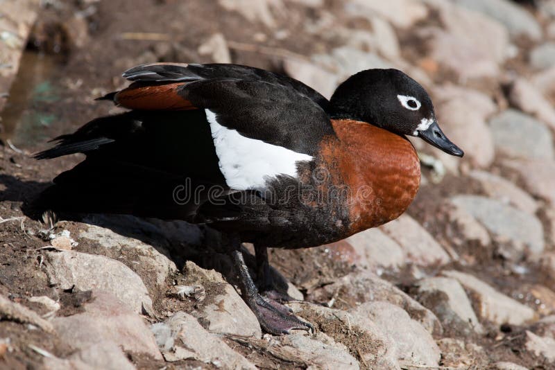 Hartlaub S Duck, Pteronetta Hartlaubii Stock Image - Image of mallard ...