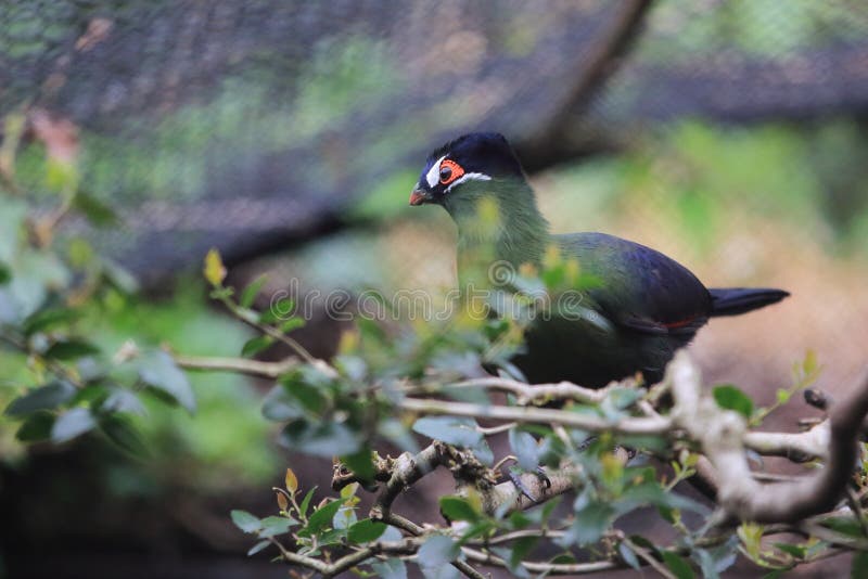 Hartlaub turaco stock photo. Image of hartlaubi, kenya - 112406022