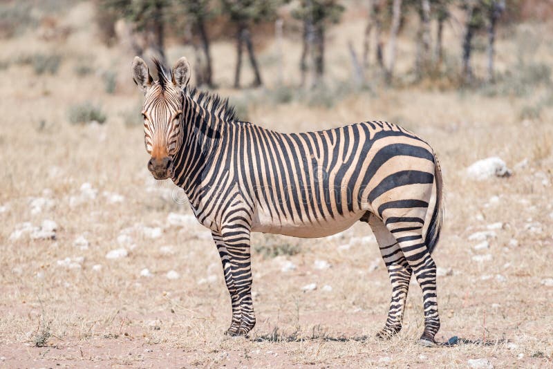 Hartmann Mountain Zebra Looking Towards the Camera Stock Image - Image ...