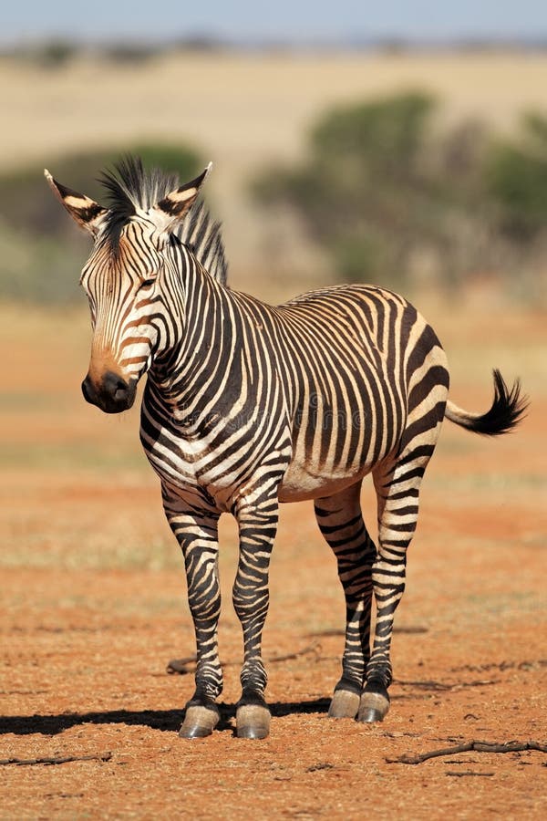 Hartmanns Mountain Zebras stock photo. Image of pattern - 39938046