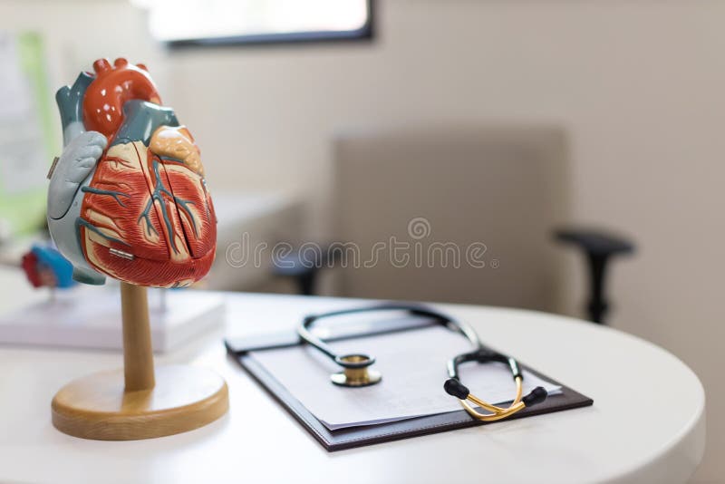 Hartmodel. Kunststofmodel Voor Het Menselijk Hart. Anatomisch Model Van ...