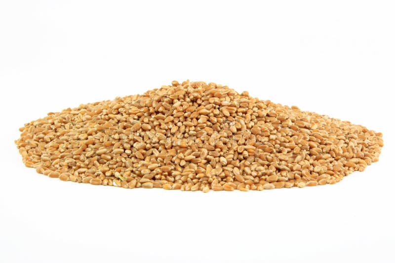 Hartweizen-Kerne. stockbild. Bild von kern, braun, weizen - 12309695