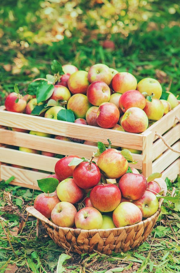 Harvest Apples in a Box on a Tree in the Garden. Selective Focus Stock ...