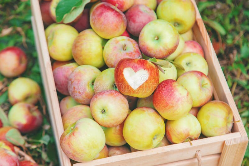 Harvest Apples in a Box on a Tree in the Garden. Selective Focus Stock ...