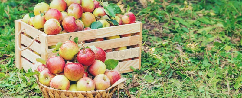 Harvest Apples in a Box on a Tree in the Garden. Selective Focus Stock ...