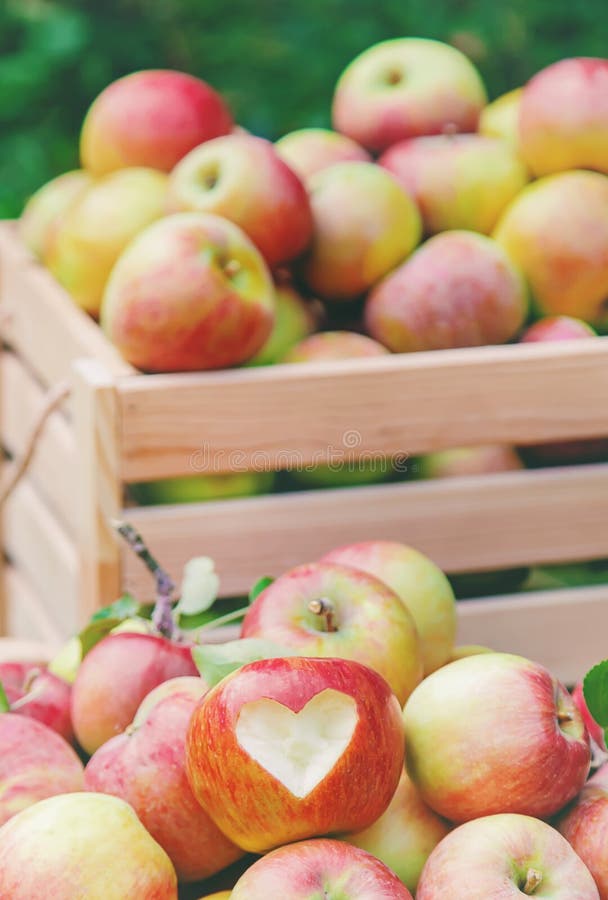 Harvest Apples in a Box on a Tree in the Garden. Selective Focus Stock ...