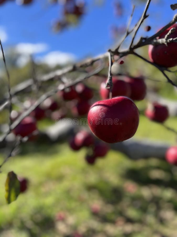 Harvest Apples stock photo. Image of apples, agriculture - 266445534