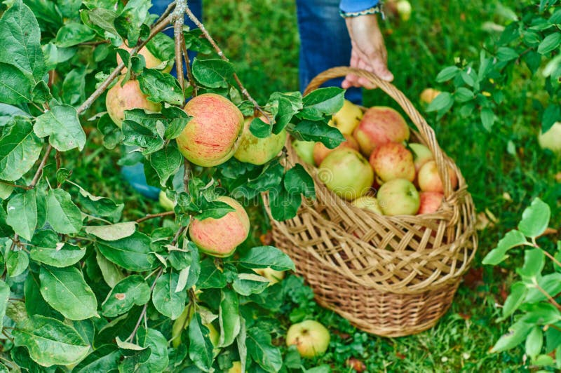 Harvest of apples stock photo. Image of green, fruit - 62729464
