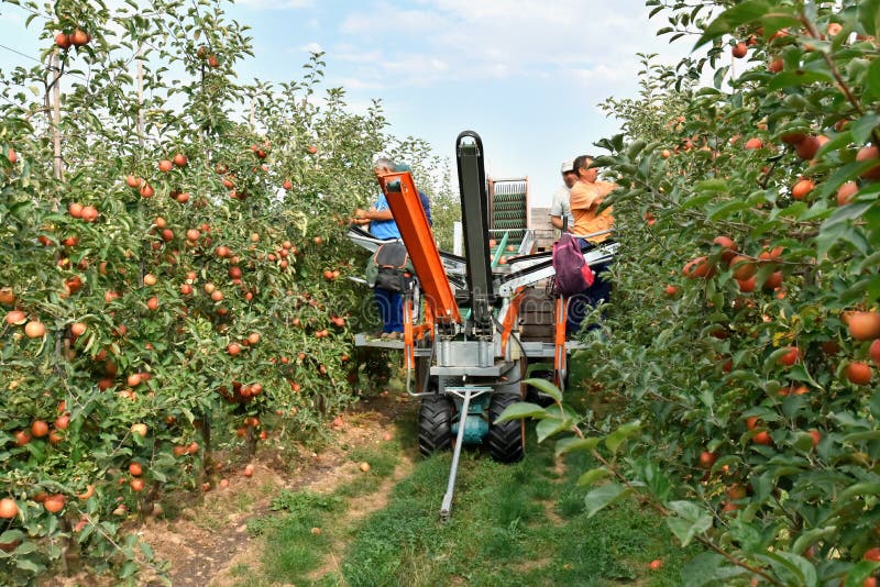 Harvest Assistant on a Machine for Automatic Harvesting of Ripe Fresh ...