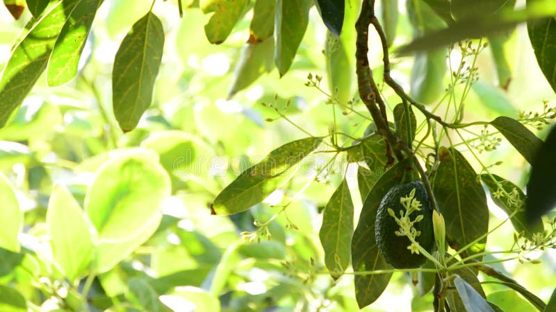 Harvest of Avocado Fruit with Pole in a Plantation Stock Footage ...