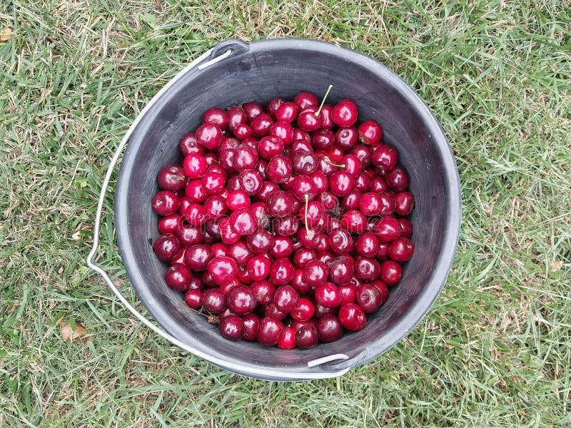 Harvest Berries Collected in a Bucket Stock Photo - Image of plant ...
