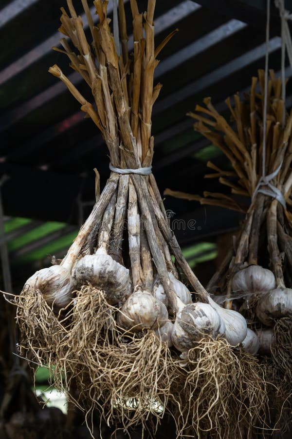 Harvest. Bunches of Garlic are Dried in a Barn in the Village Stock ...