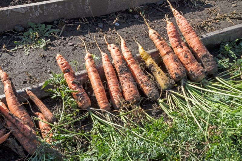 Harvest Carrots on the Ground Stock Image - Image of color, closeup ...