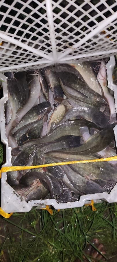 Harvest Catfish, One of the Consumption Fish Which is a Favorite of ...