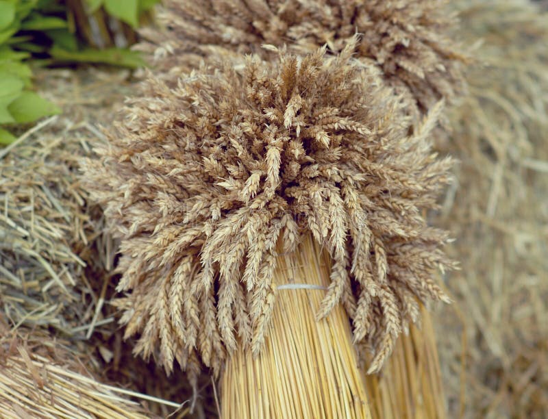 The Harvest of Cereals. Gathered Sheaves Stock Image - Image of harvest ...