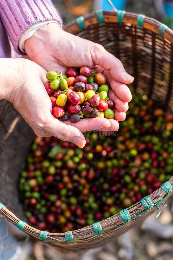 Harvest Coffee Beans from the Coffee Farm Stock Photo - Image of ...