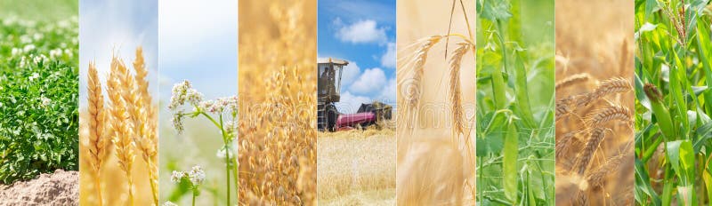 Harvest Collage with Crop in Fields Stock Image - Image of organic ...