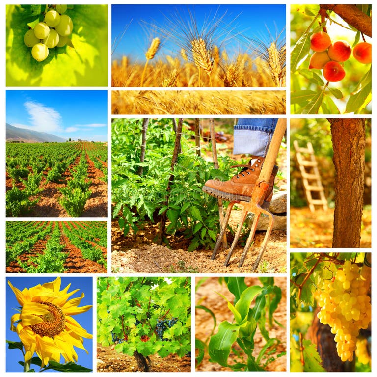 Harvest concept collage stock photo. Image of beautiful - 15627478